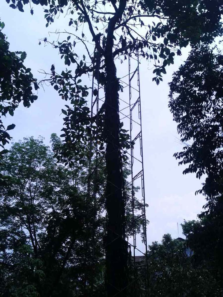 Scaffold for tree chopping | TS Scaffolding